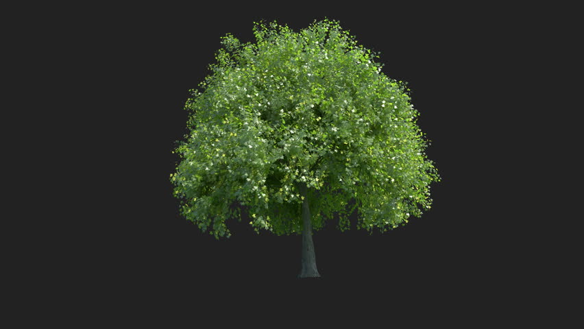 Time-lapse of a Tree Growing. Stock Footage Video (100% Royalty-free ...