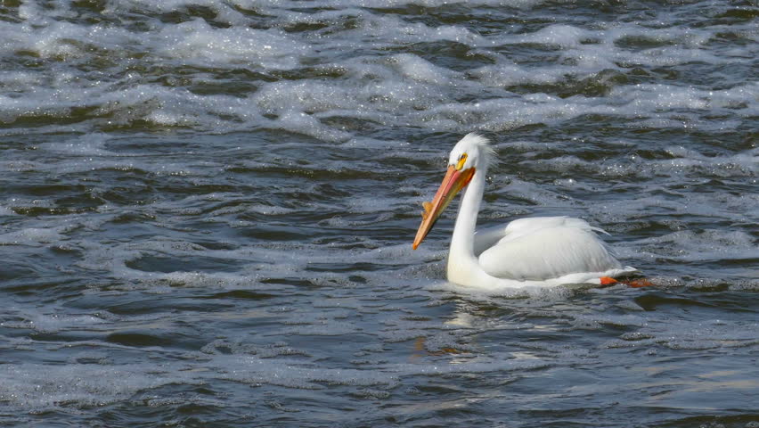 American White Pelican Catches, Eats Stock Footage Video (100% Royalty ...