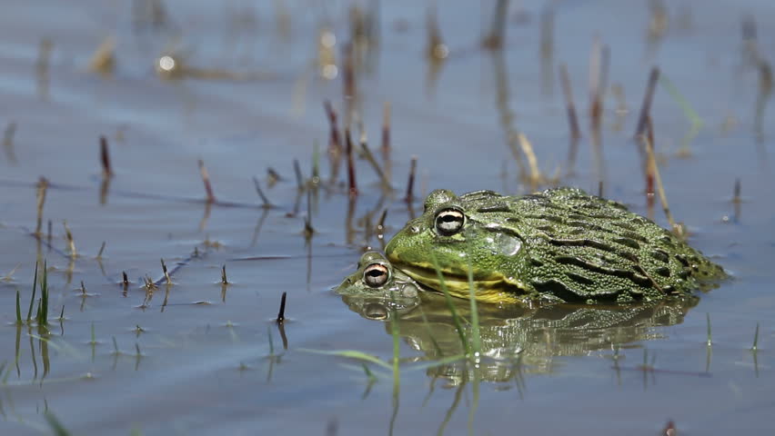 African Giant Bullfrogs (Pyxicephalus Adspersus) Mating And Fighting In ...