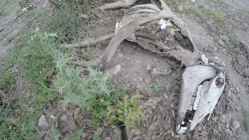 Dead Wildlife Animal With A Dog Looking At Carcass Remains. Elk After ...